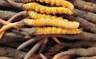 长期吃虫草会促进肿瘤增长吗_虫草与癌症风险真相