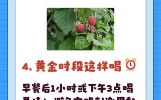 覆盆子茶孕晚期能不能喝_覆盆子茶孕晚期饮用禁忌