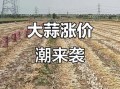 金乡大蒜交易市场在哪里_今日价格是多少