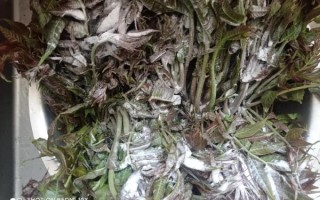 香椿芽怎么腌制好吃_香椿芽腌制能放多久