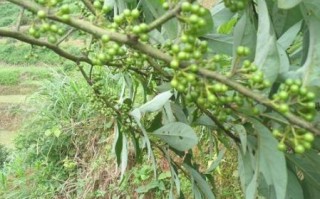 野山椒树长什么样_野山椒树图片叶子特征