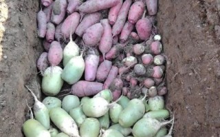 萝卜开会是哪道菜_萝卜开会是什么菜