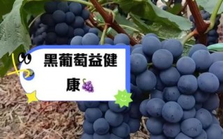 黑葡萄图片_黑葡萄的功效与作用