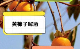 黄柿子能降血糖吗_黄柿子功效与作用禁忌