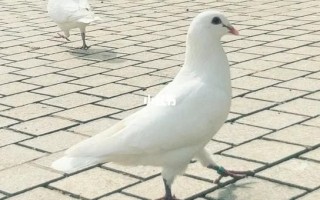 鸽子表情包怎么制作_鸽子图片表情包哪里找