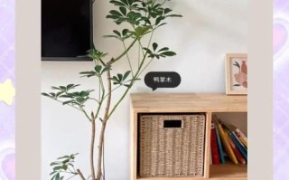 鹅掌木怎么养_鹅掌木养殖注意事项