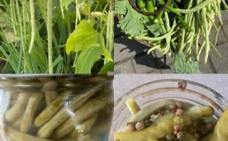 腌豇豆角怎么做_腌豇豆角需要几天