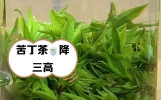 苦丁茶的功效与作用_苦丁茶怎么喝才正确