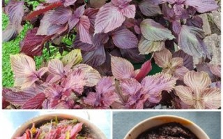 紫苏酱怎么做_紫苏酱保存多久