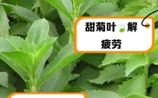 甜菊叶茶能降血糖吗_甜菊叶茶怎么喝减肥