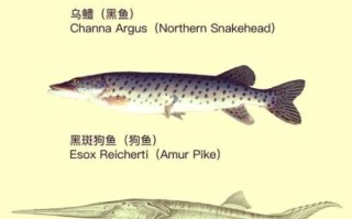 鳡鱼是淡水鱼还是海鱼_鳡鱼生活习性全解析