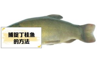 丁桂鱼吃什么饵料_丁桂鱼饵料配方大全