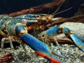 澳洲淡水龙虾养殖方法_如何养好澳洲淡水龙虾