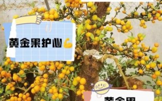 黄金果是什么水果_黄金果怎么吃