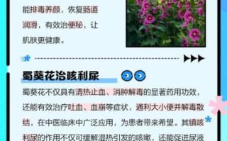 蜀葵的功效与作用_蜀葵能长期泡水喝吗