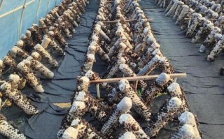 香菇大棚造价多少钱_香菇大棚怎么搭建