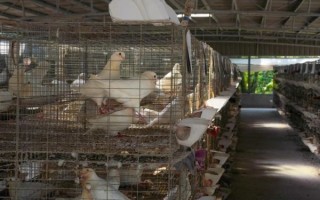 鸽子养殖大棚价格_多少钱一平米