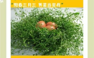 荠菜煮鸡蛋的由来_荠菜为什么煮鸡蛋