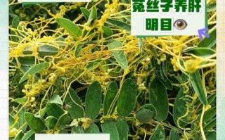 菟丝子补肾壮阳用量_菟丝子一天吃多少克