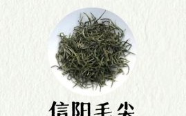 信阳毛尖属于什么茶_信阳毛尖的功效与作用
