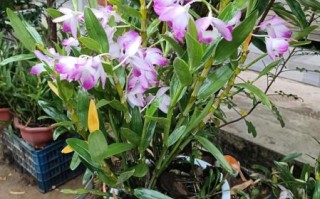 金钗石斛价格多少钱一克_如何辨别真假