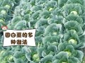 圆白菜怎么保存_圆白菜可以生吃吗