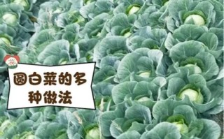 圆白菜怎么保存_圆白菜可以生吃吗