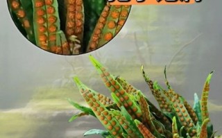 金翘茶是什么茶_金翘茶的功效与作用