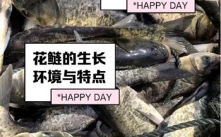 花鲢鱼怎么养殖_花鲢鱼养殖技术要点