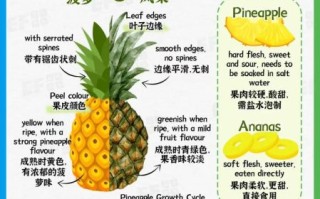 菠萝英语怎么读音_菠萝英语发音怎么写
