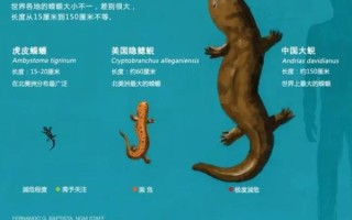 鲵怎么读_大鲵与小鲵发音区别