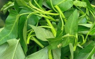 空心菜怎么炒才好吃_空心菜炒之前要焯水吗