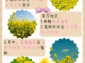 小油菜什么时候播种_小油菜种植技术与管理