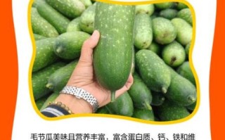 节瓜有几种品种_节瓜品种图片及名称