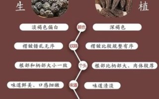 四川省农科院羊肚菌菌种_如何选购与栽培