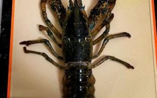 超大龙虾多少钱一只_超大龙虾怎么做好吃