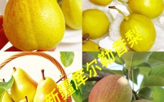 香梨怎么挑选_香梨产地哪里最正宗
