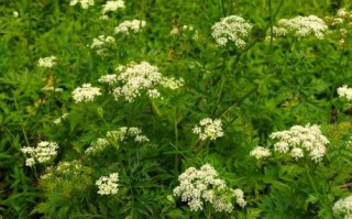 酒川芎的功效与作用_酒川芎和川芎区别