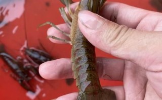 澳洲淡水龙虾苗价格多少钱_澳洲淡水龙虾苗批发价