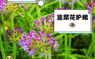 韭菜花的功效与作用_韭菜花怎么吃最健康