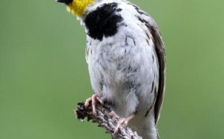 黄喉是什么部位_黄喉是哪个动物身上的