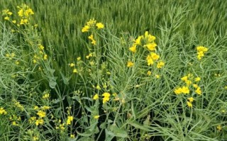 麦花雪白菜花稀是什么意思_如何理解麦花雪白与菜花稀