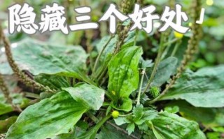 车前子与车前草的区别_哪个更好