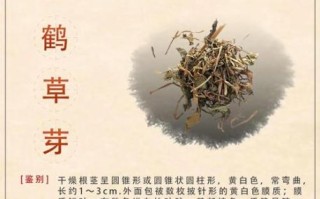 仙草是什么_仙草的功效与作用