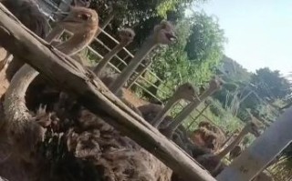 鸵鸟肉多少钱一斤_鸵鸟肉价格贵吗