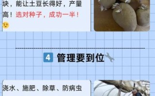 马铃薯怎么种产量高_马铃薯栽培管理技术
