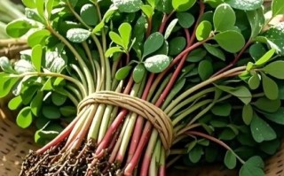 马齿笕的功效与作用_马齿笕怎么吃效果最好