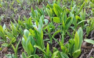 白芨图片大全高清图片_如何识别真假白芨