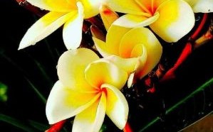 鸡蛋花别名有哪些_鸡蛋花为什么叫缅栀子