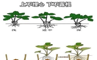 草莓怎么种_草莓种植方法全过程